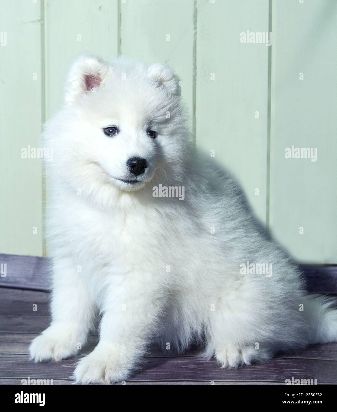 Samoyed Smile Puppy