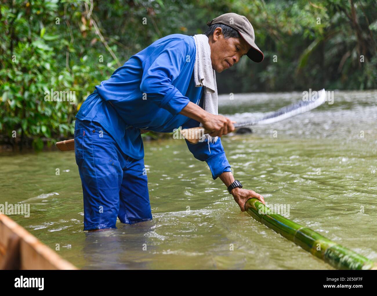 Iban man cutting fresh bamboo in shallow water with a machete Stock ...