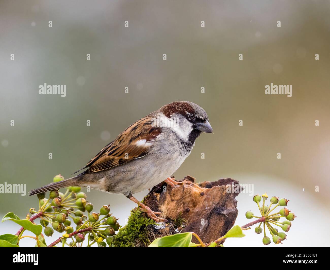 Uk house sparrow winter hi-res stock photography and images - Alamy