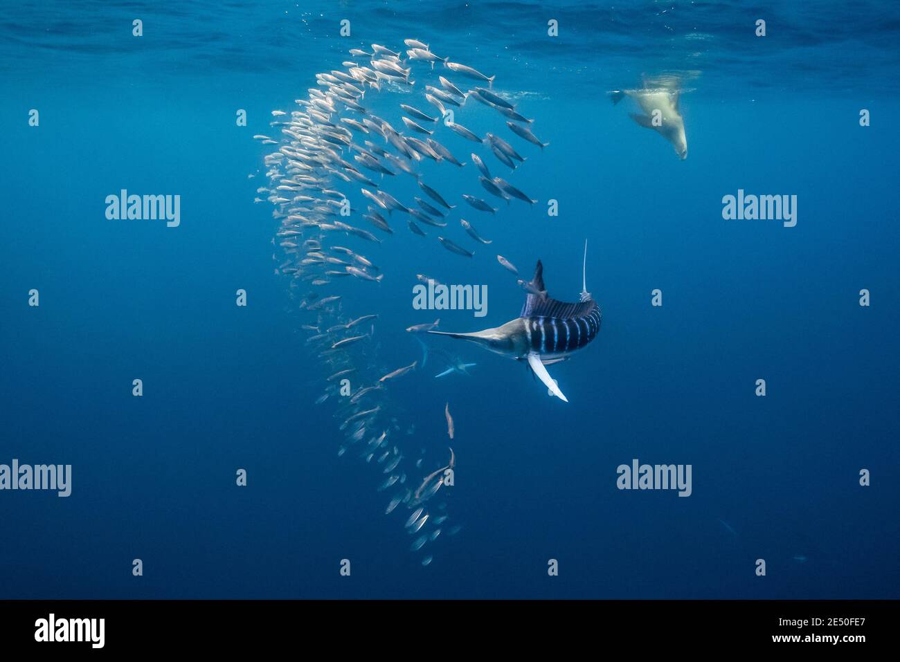 Kajikia audax hi-res stock photography and images - Alamy