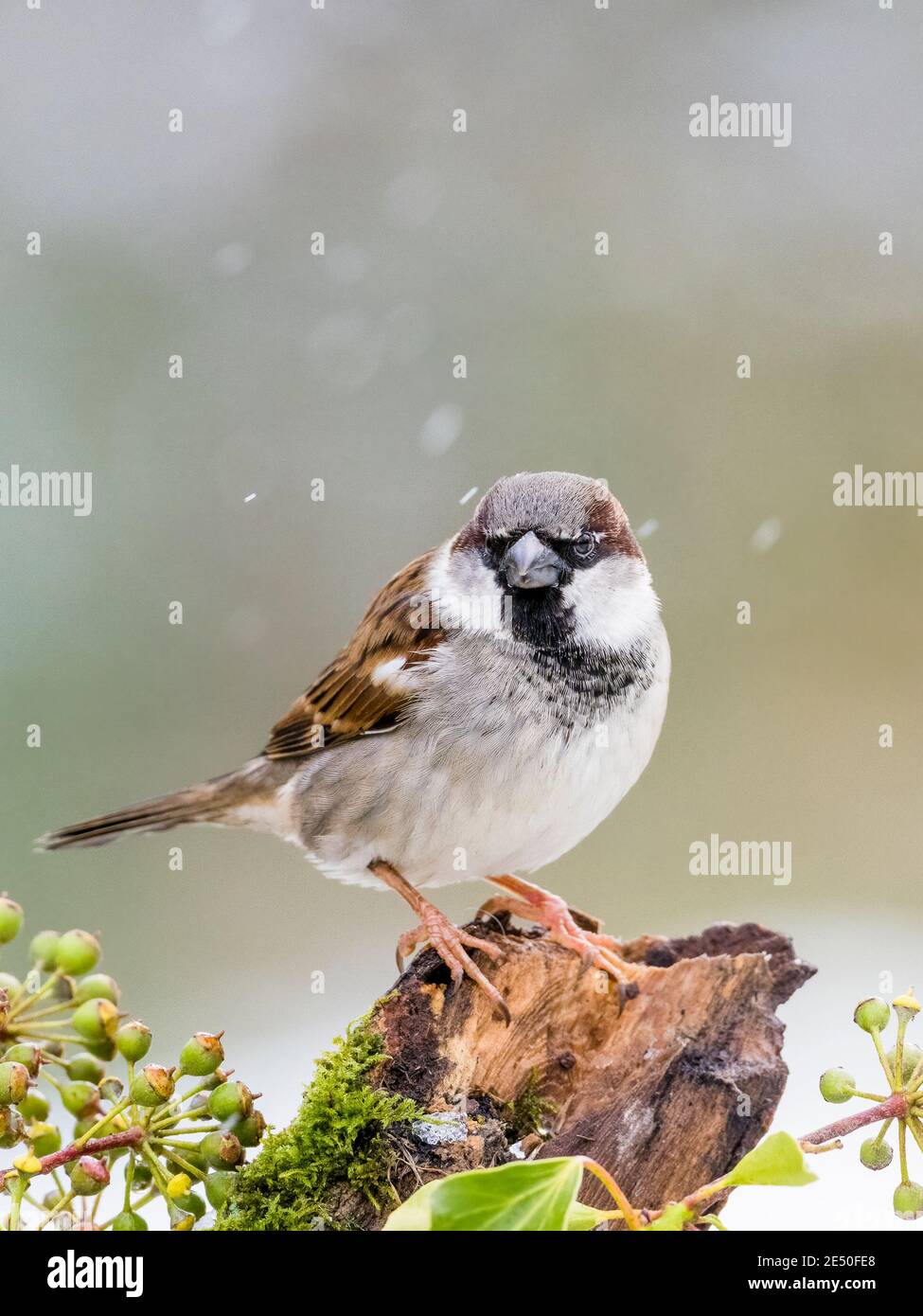 Uk house sparrow snow hi-res stock photography and images - Alamy