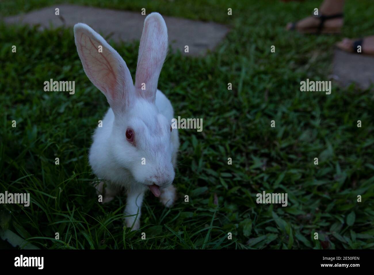 Red rabbit long ears hi-res stock photography and images - Alamy