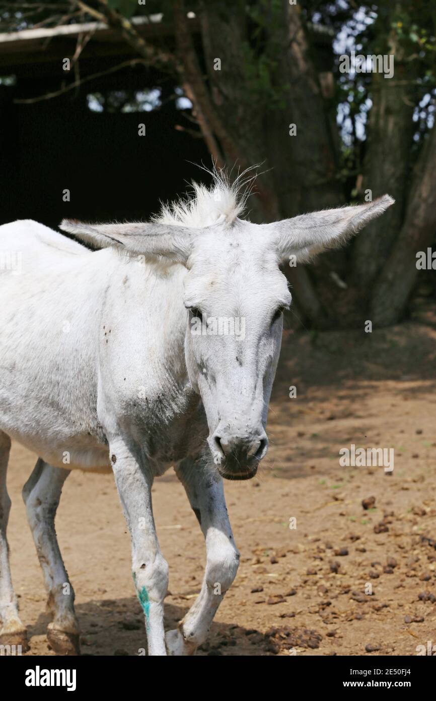 Cute donkey pose outdoors in rural farmyard. Portrait photo of a donkey ...