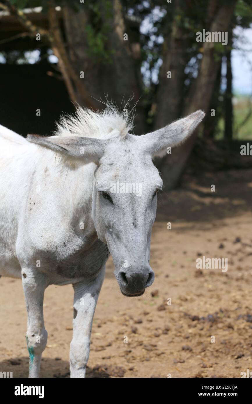 Cute donkey pose outdoors in rural farmyard. Portrait photo of a donkey ...