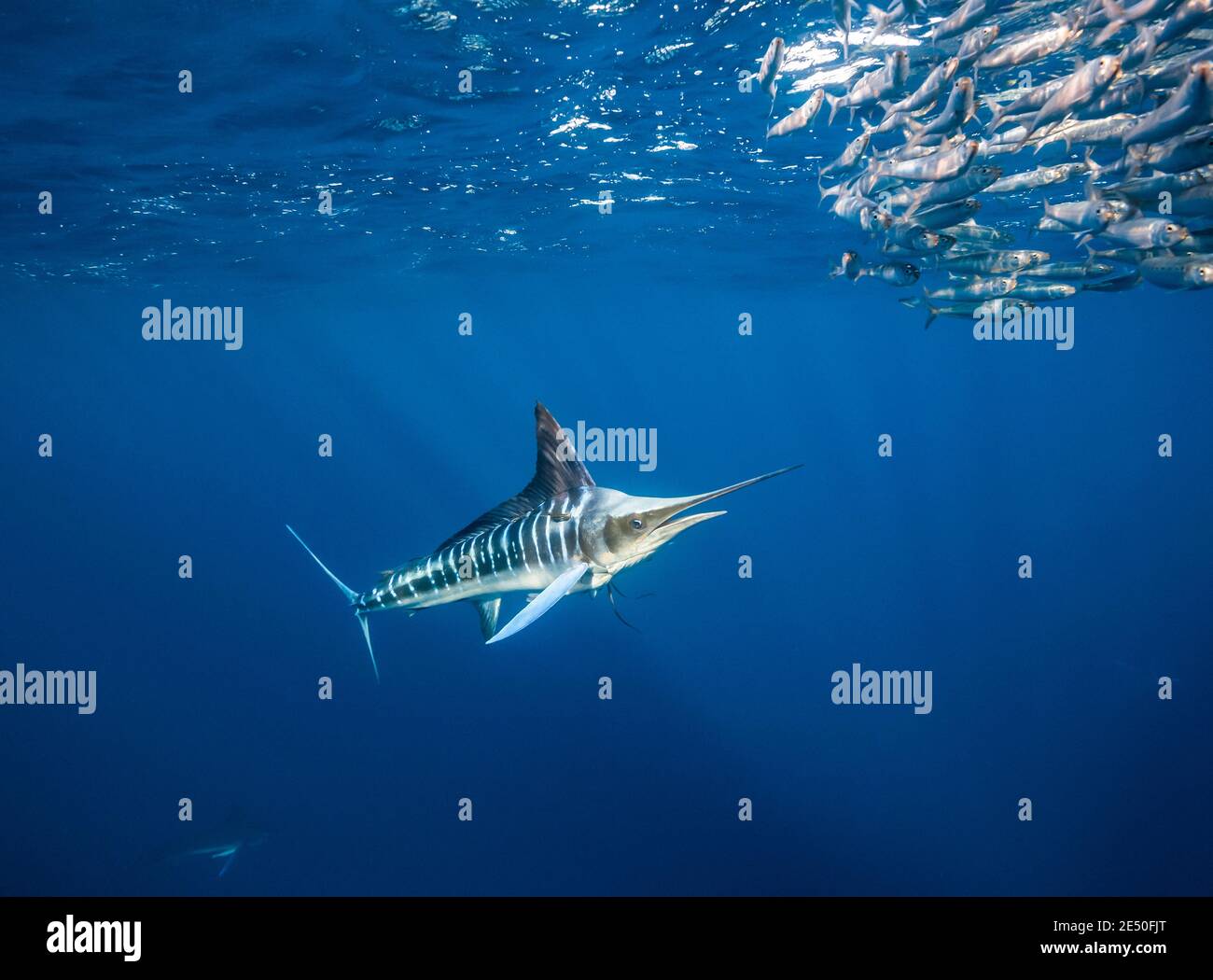 striped marlin, Kajikia audax, near threatened, feeding on sardines ...
