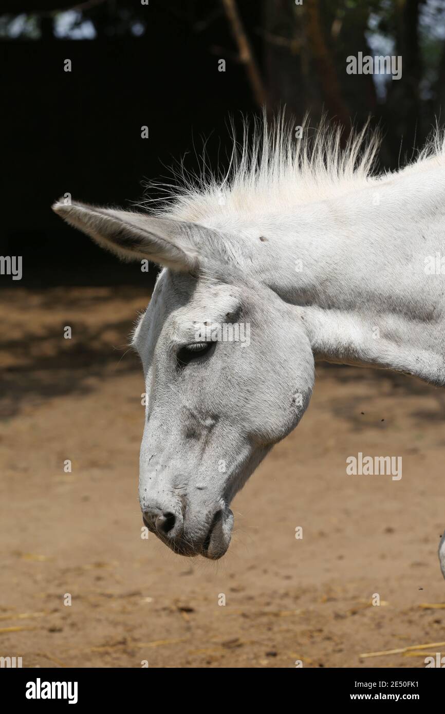 Cute donkey pose outdoors in rural farmyard. Portrait photo of a donkey ...