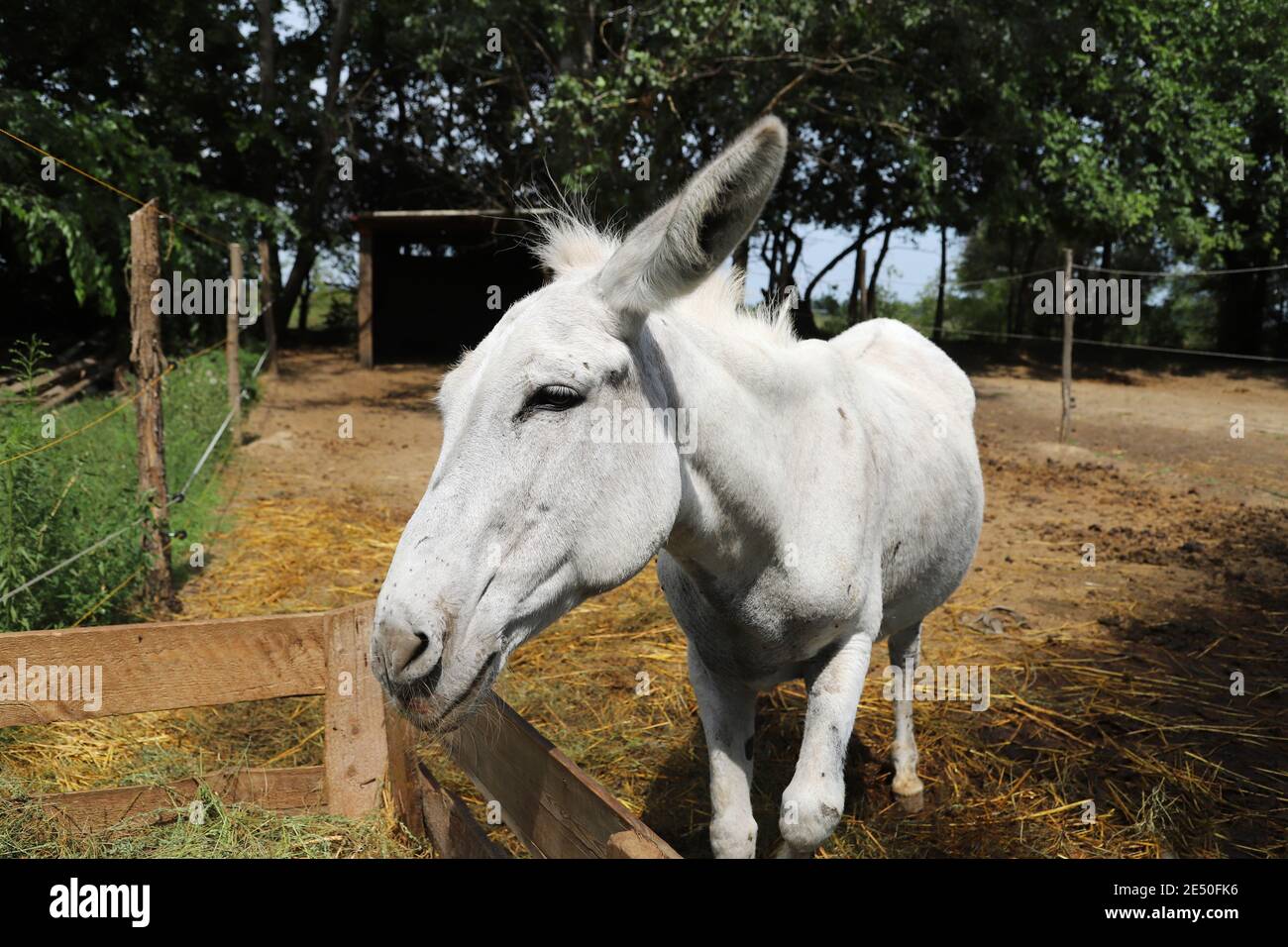 Cute donkey pose outdoors in rural farmyard. Portrait photo of a donkey ...