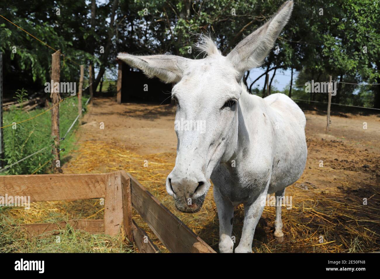 Cute donkey pose outdoors in rural farmyard. Portrait photo of a donkey ...