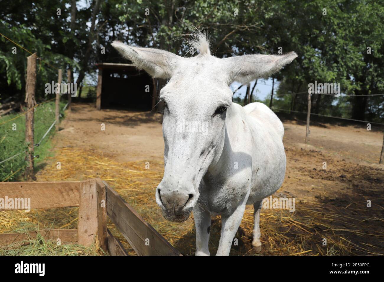 Cute donkey pose outdoors in rural farmyard. Portrait photo of a donkey ...