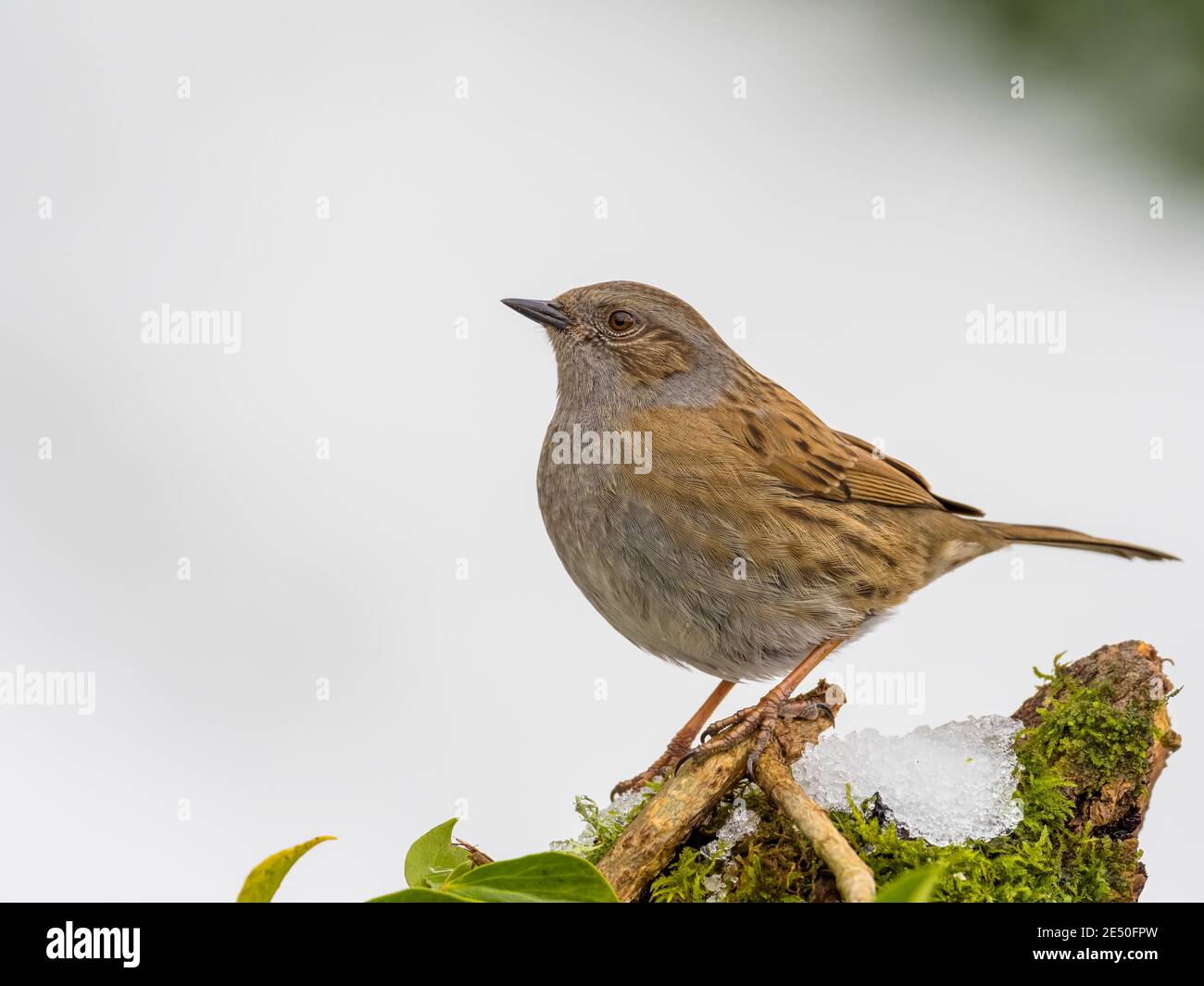 Aberystwyth wales snow hi-res stock photography and images - Alamy