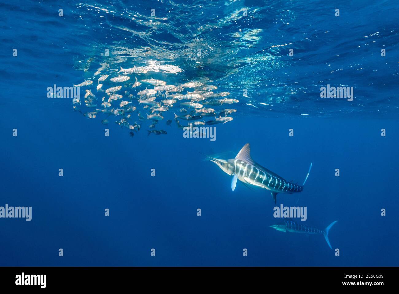 Kajikia audax hi-res stock photography and images - Alamy