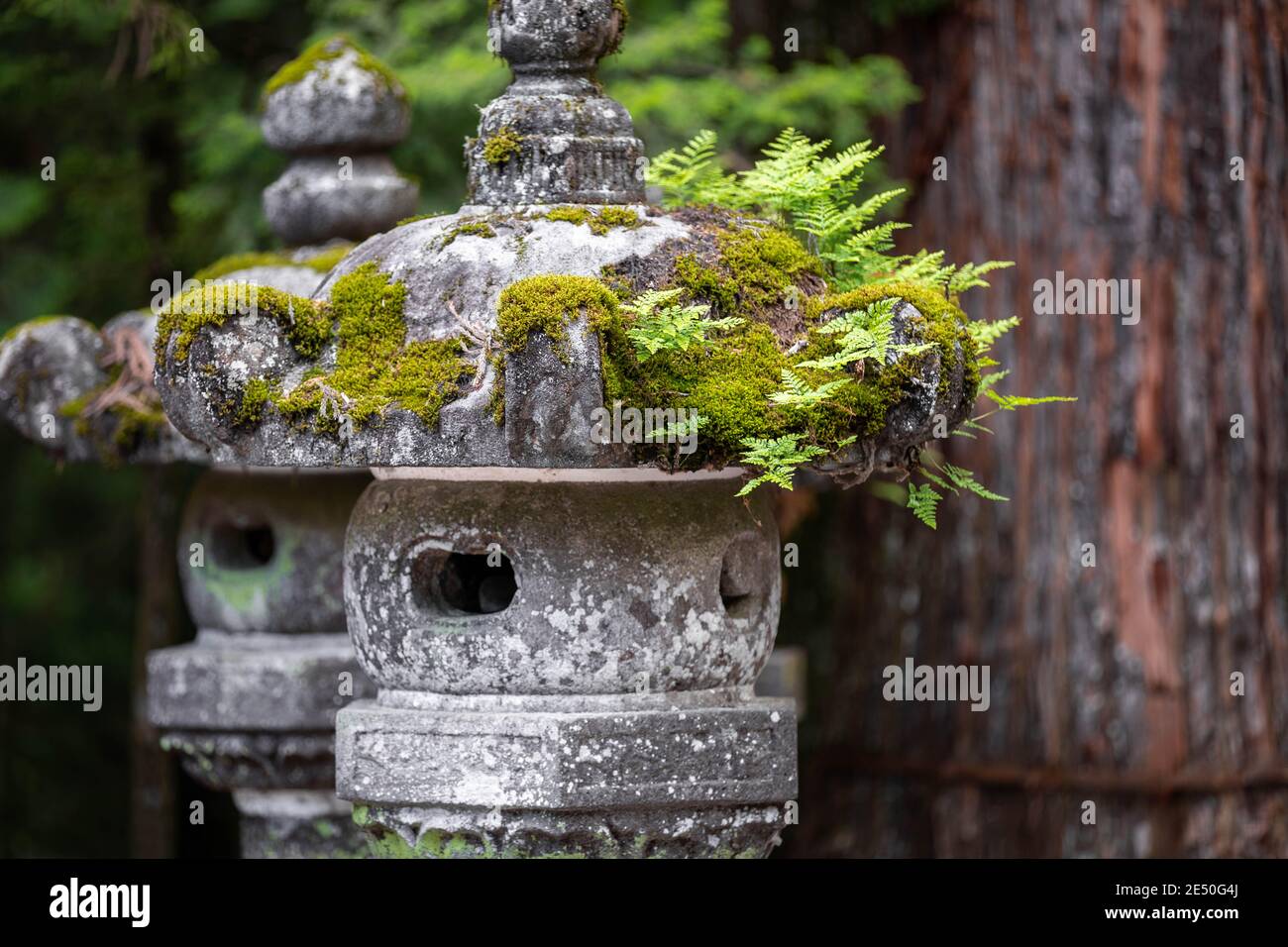 Japanese lanterns forest hi-res stock photography and images - Alamy