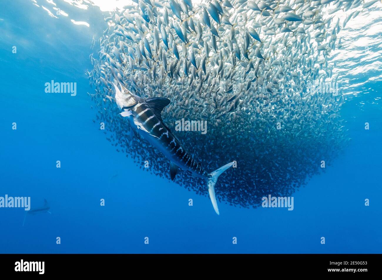 striped marlin, Kajikia audax, near threatened, feeding on a large ...