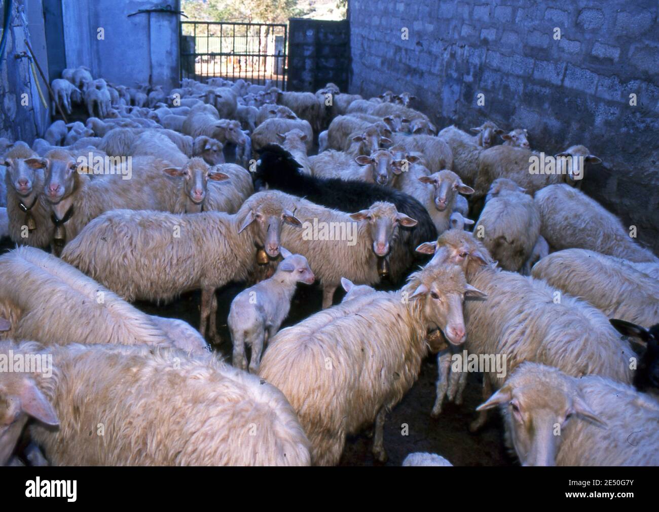 Sheeps in Sardinia farm, Italy. Le saline beach (scanned from ...