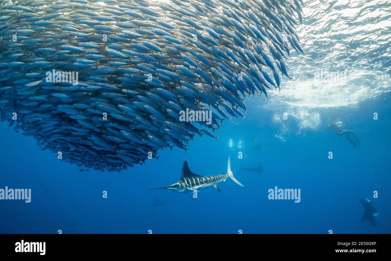 striped marlin, Kajikia audax, near threatened, feeding on a large ...