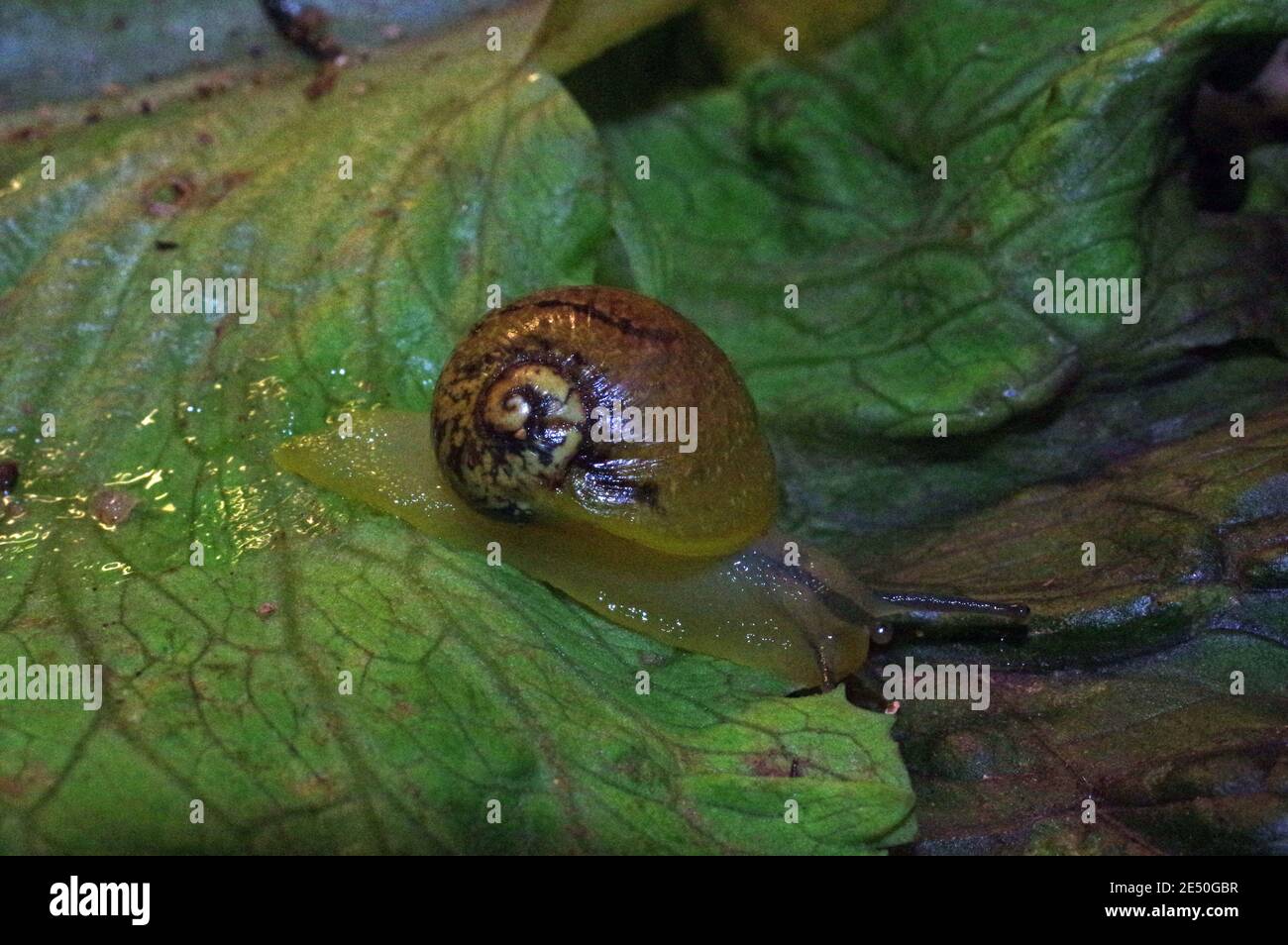Little slug close-up on the leaf Stock Photo - Alamy