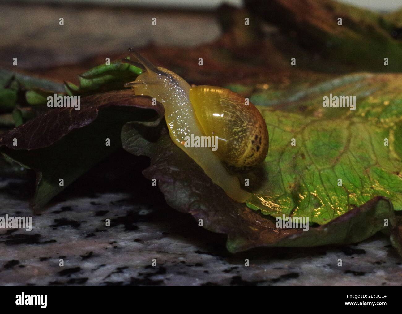 Little slug close-up on the leaf Stock Photo - Alamy