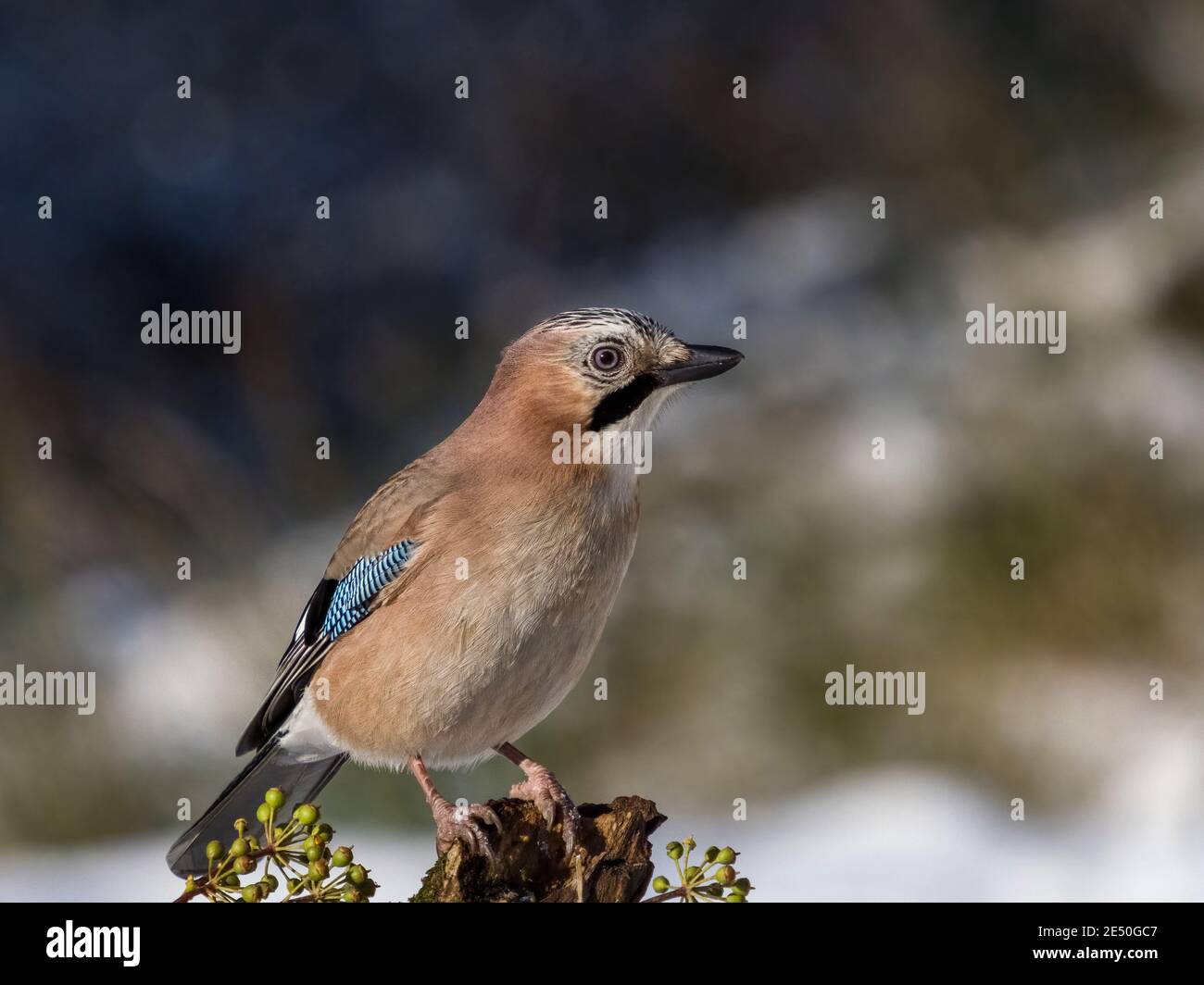Jay snow uk hi-res stock photography and images - Alamy