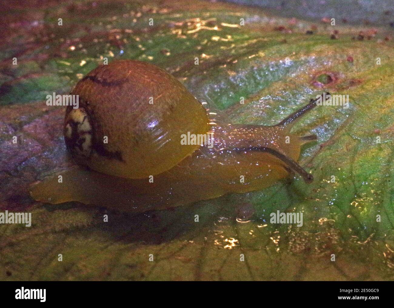 Little slug close-up on the leaf Stock Photo - Alamy