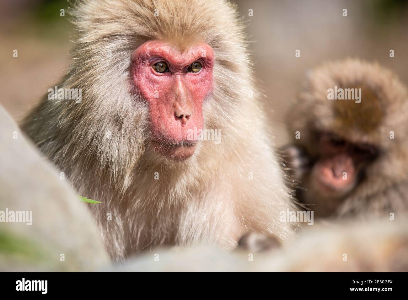 Focused monkey hi-res stock photography and images - Alamy