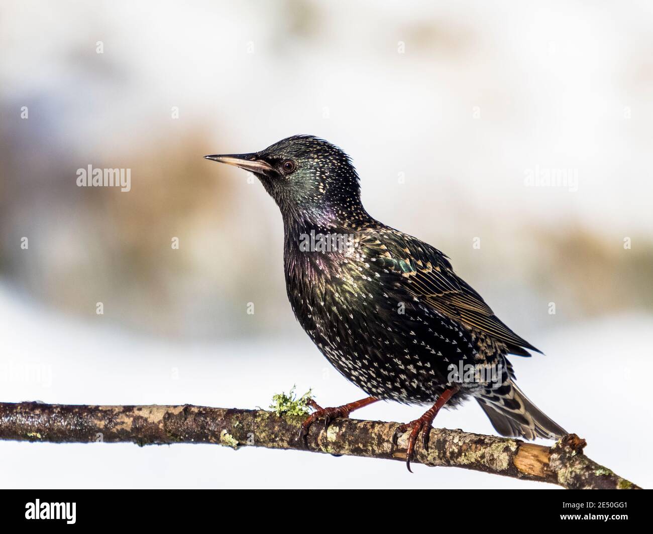 Aberystwyth wales snow hi-res stock photography and images - Alamy