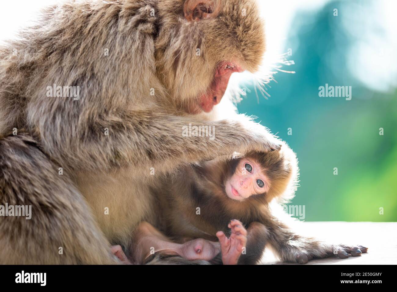 Little monkey suckling by the mother hi-res stock photography and ...