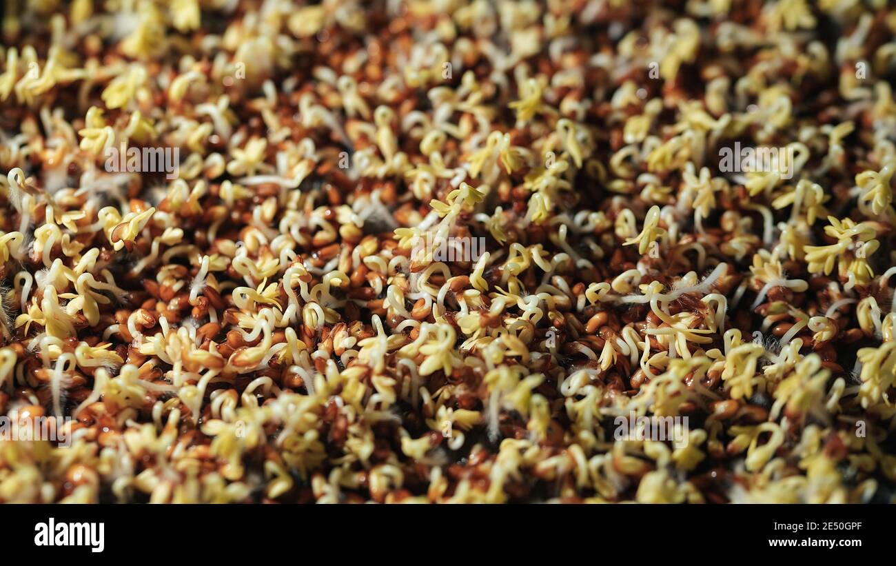 Closeup horizontal background from organic microgreen of watercress ...