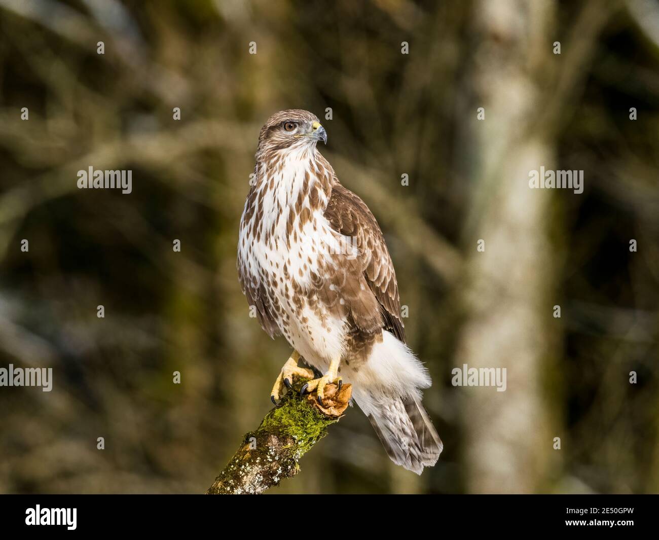 A common buzzard in the snow in winter in mid Wales Stock Photo - Alamy