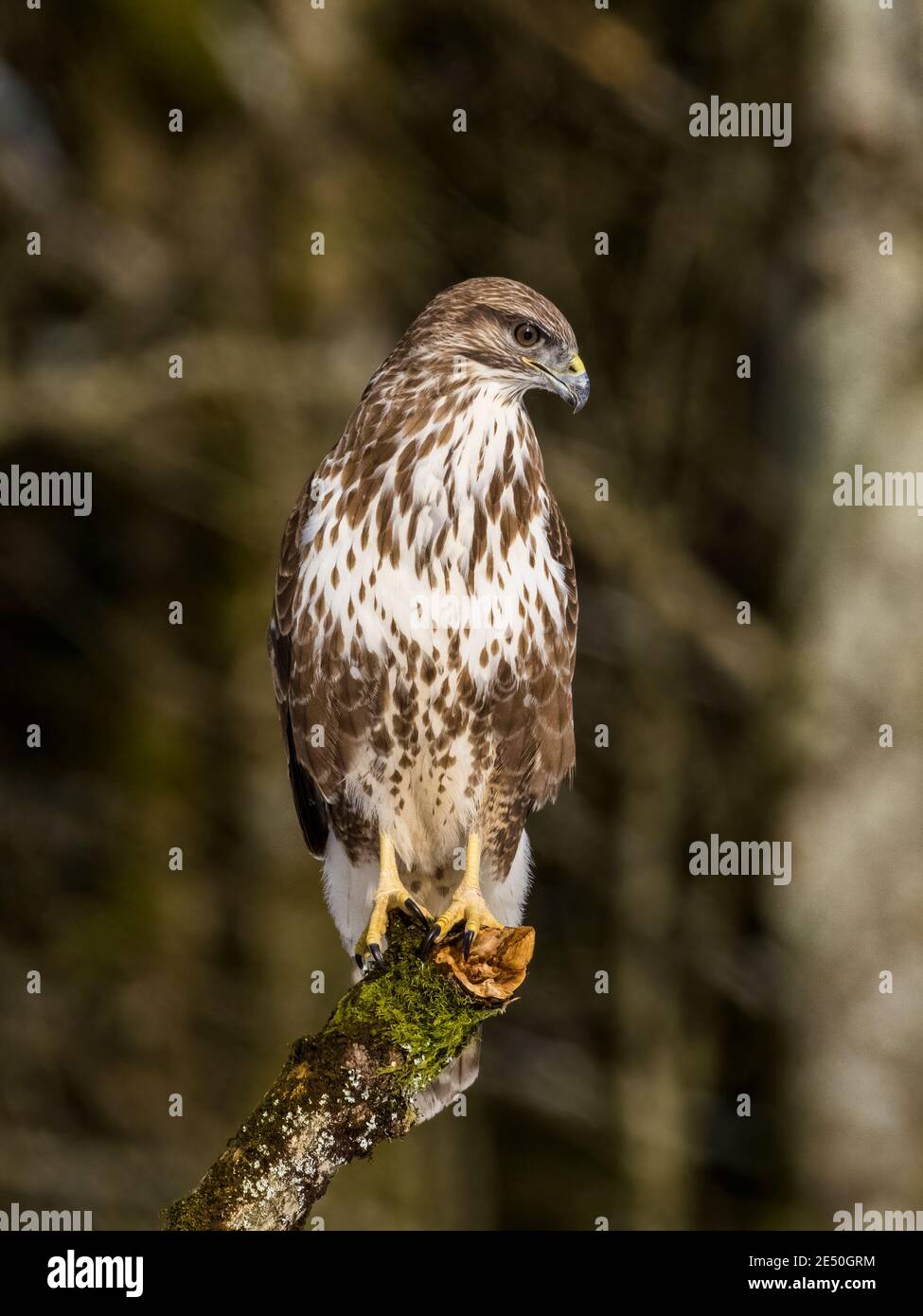 Buzzard snow wales hi-res stock photography and images - Alamy
