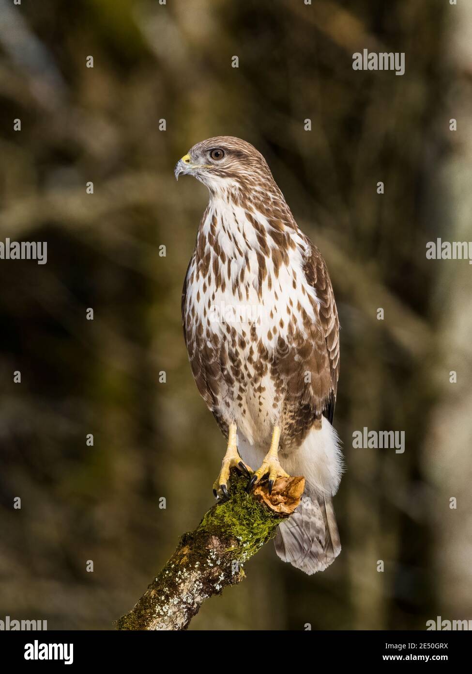 Buzzard snow wales hi-res stock photography and images - Alamy