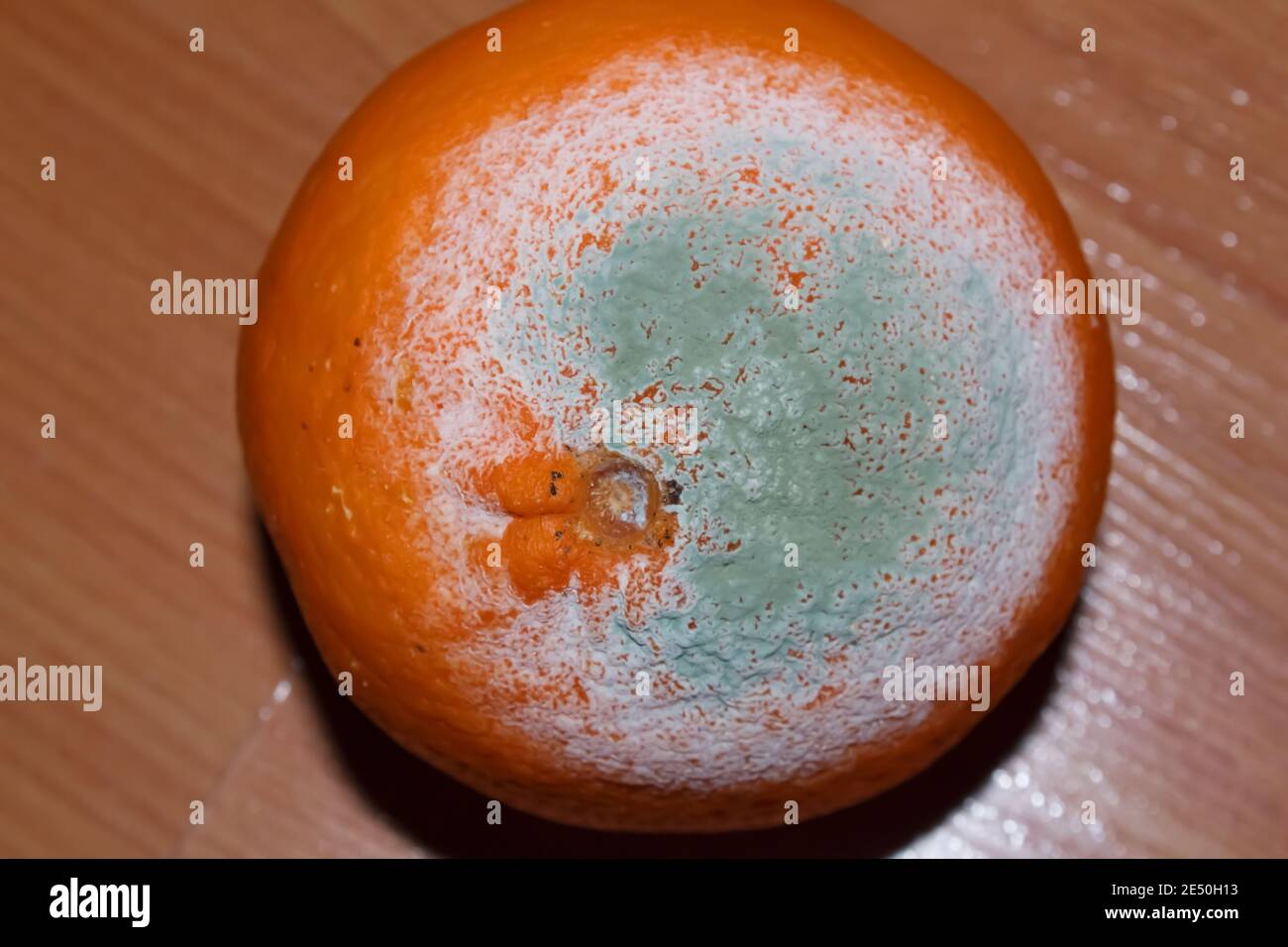 Moldy orange hi-res stock photography and images - Alamy