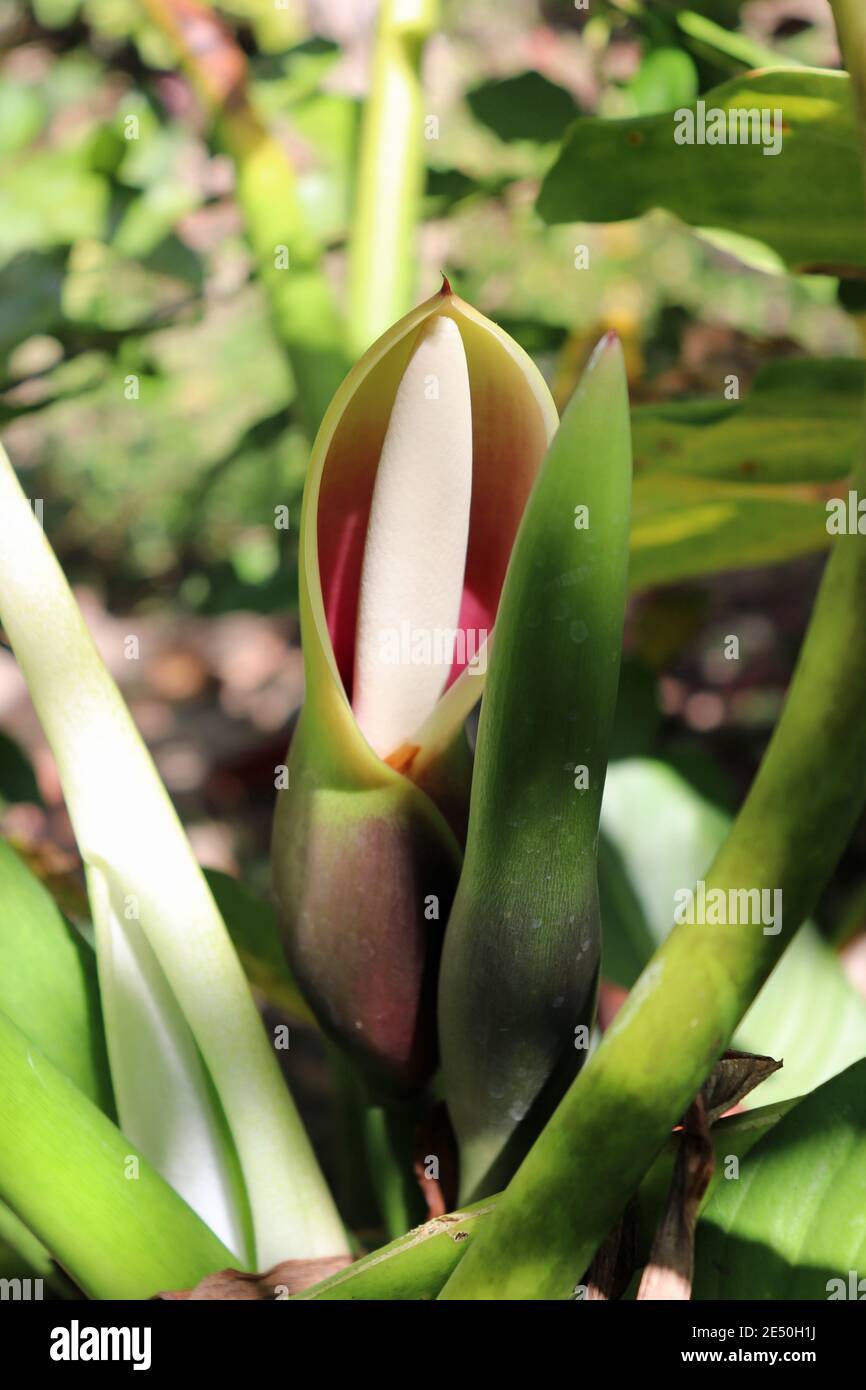 Unique leaf hi-res stock photography and images - Alamy