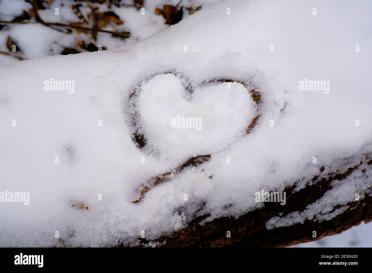 Snow on a tree trunk hi-res stock photography and images - Alamy