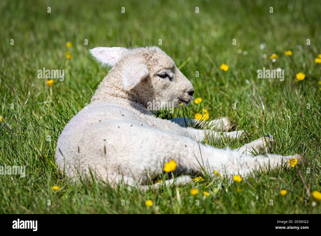 Lamb with spring flowers uk hi-res stock photography and images - Alamy