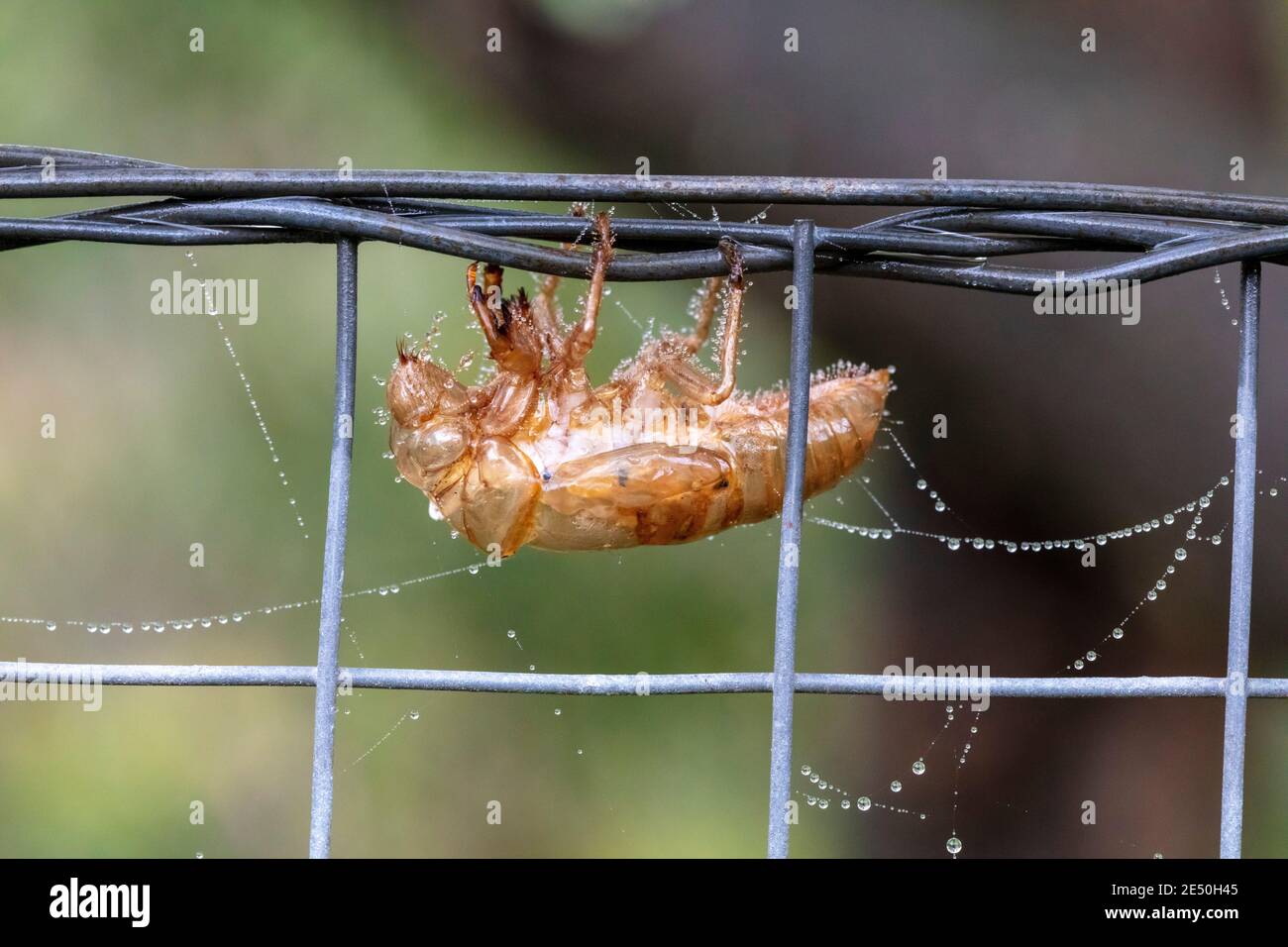 Insect Insects Cicada High Resolution Stock Photography and Images - Alamy