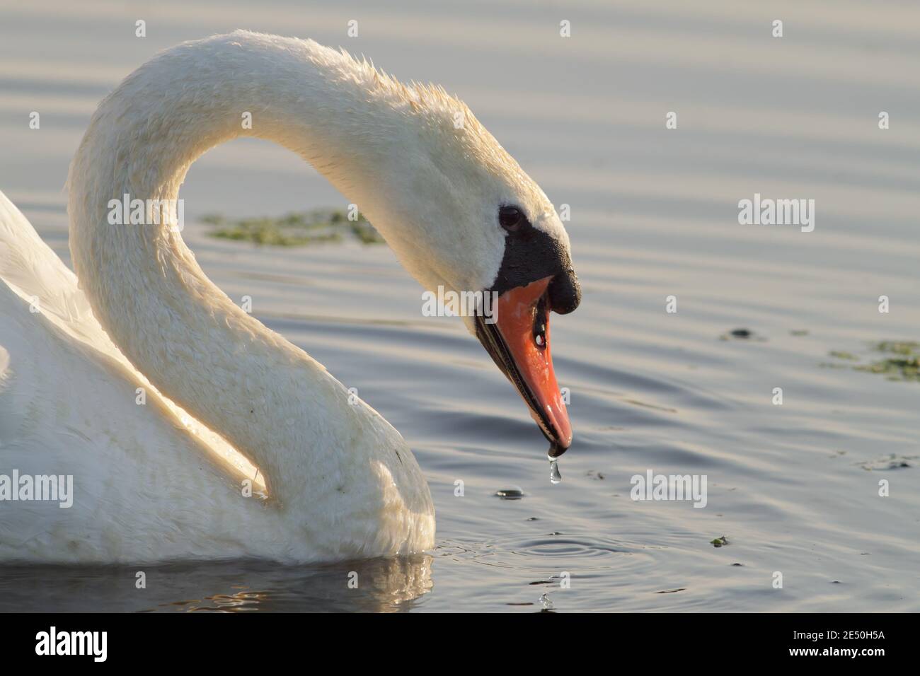 Bird palmiped hi-res stock photography and images - Alamy