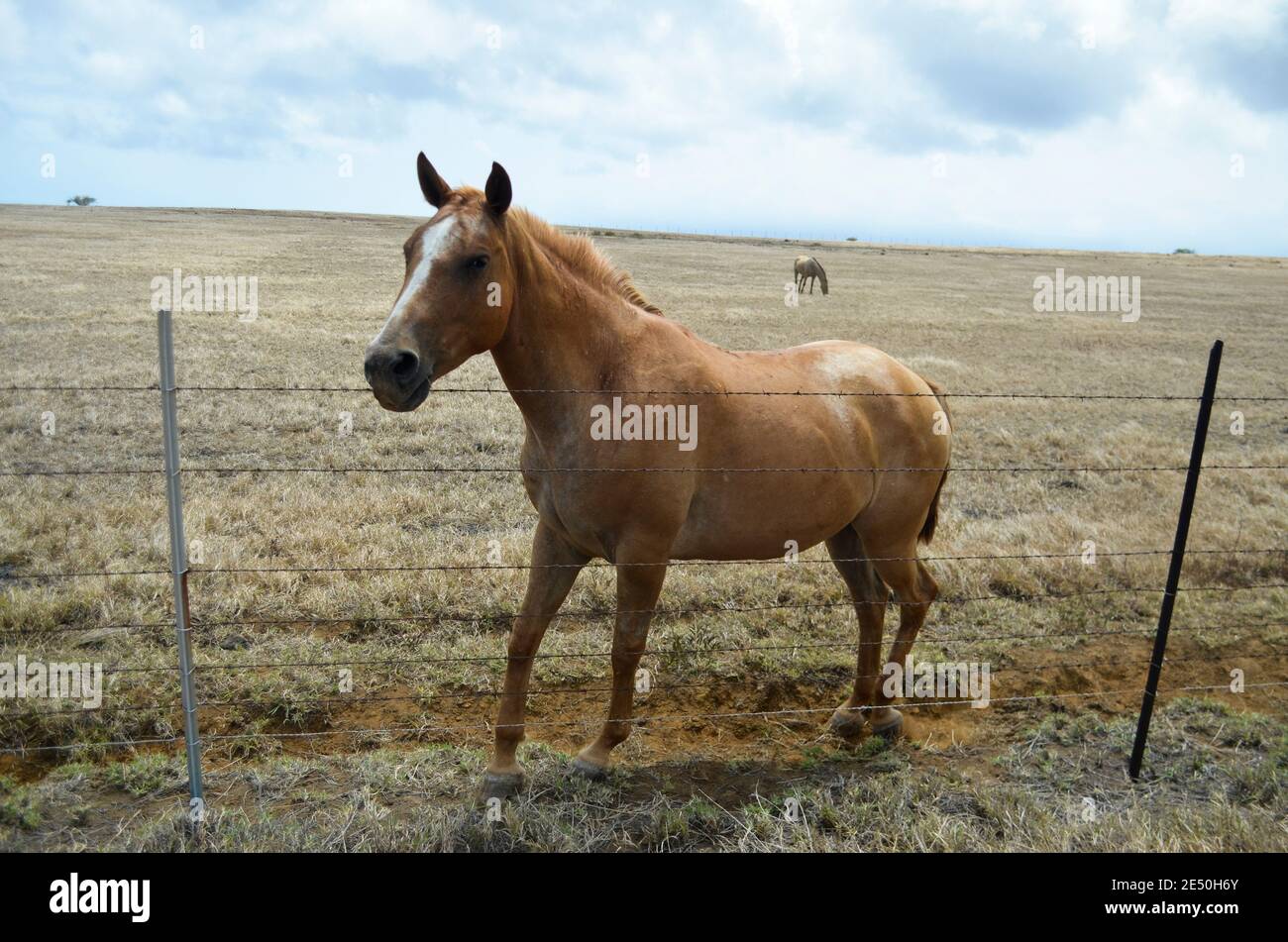 Horse in a dry grassy field on the southernmost part of Mauna Loa, the ...