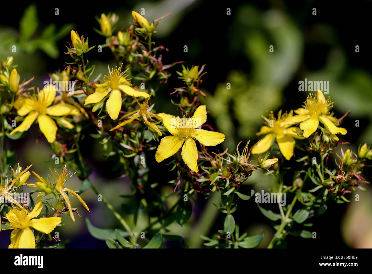 Flowers and buds of Chase-devil, Klamath weed, Tipton's Weed, or St ...