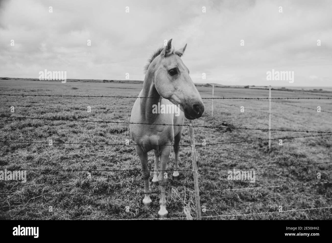 Horse in a dry grassy field on the southernmost part of Mauna Loa, the ...