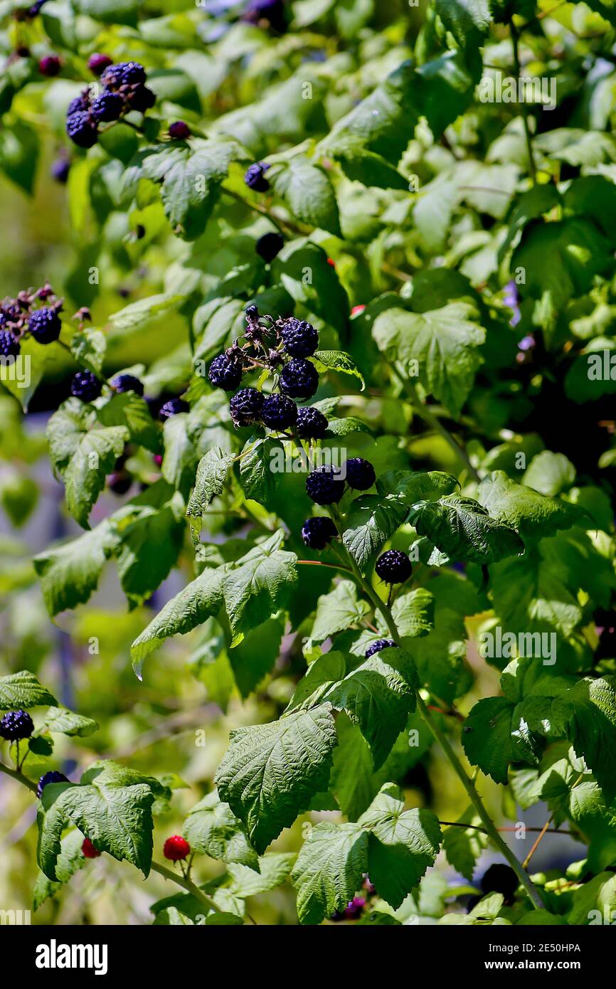Blackberrys hi-res stock photography and images - Alamy