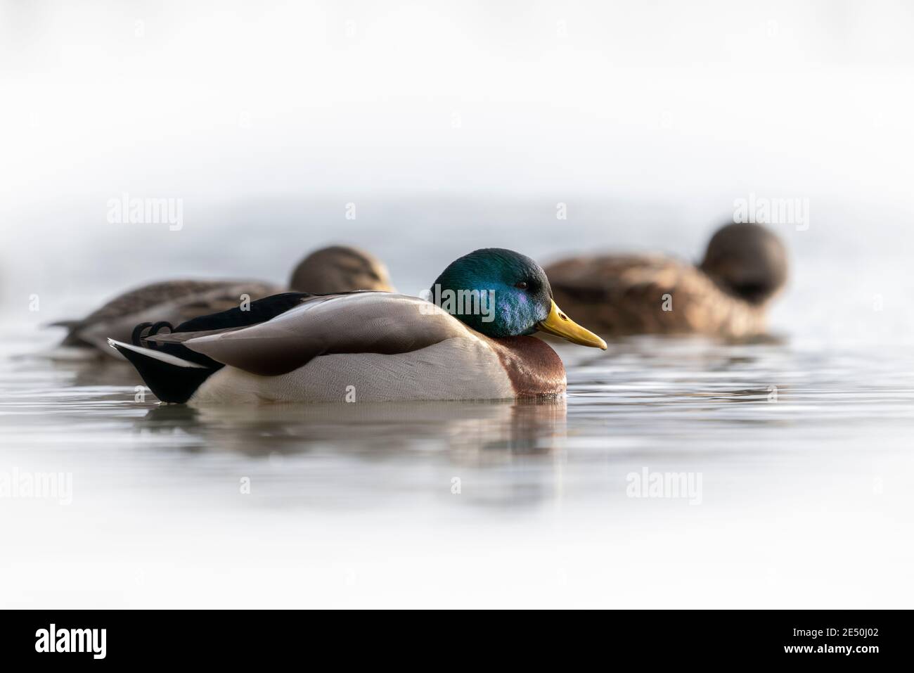 Isolated Common mallard in reflecting water on White Background. Wild ...