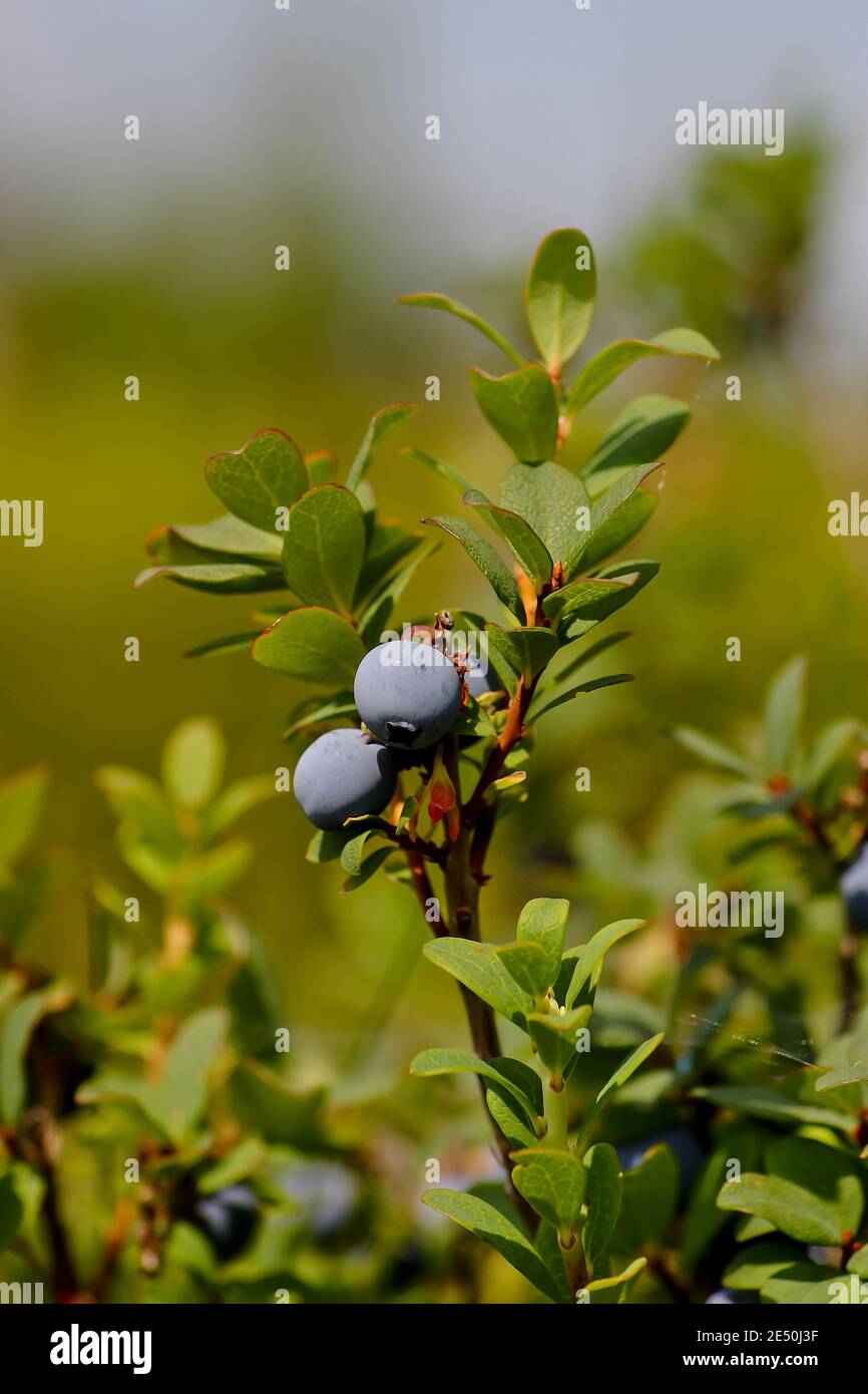 Fruits of the Bog Bilberry in summer, Northern Bilberry, Vaccinium ...