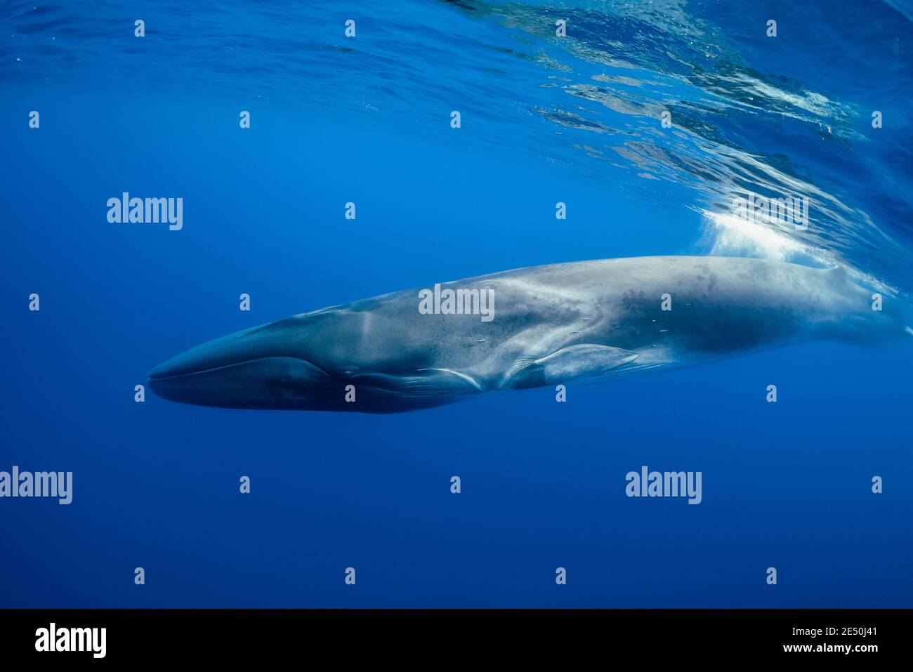 fin whale, Balaenoptera physalus, vulnerable species, Pico Island ...