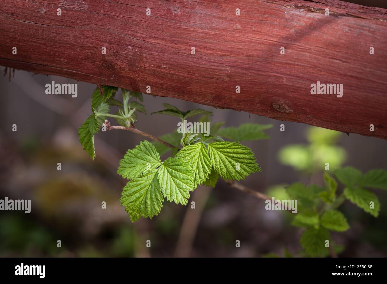 Green Leaves of Raspberry Plant Growing in Garden Stock Photo - Alamy