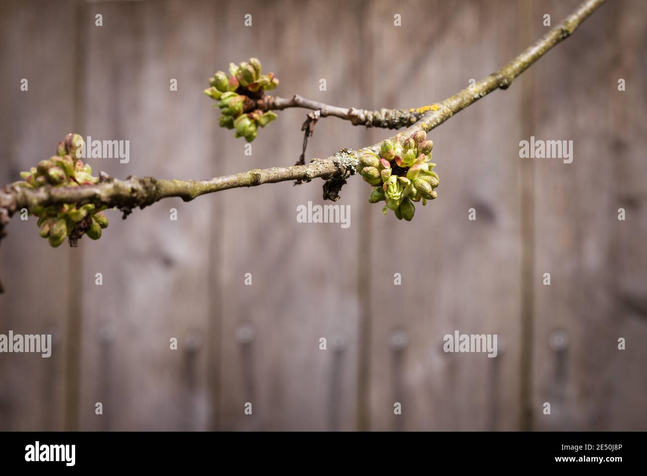 Cherry Tree Branch with Buds Getting Ready to Bloom Stock Photo - Alamy