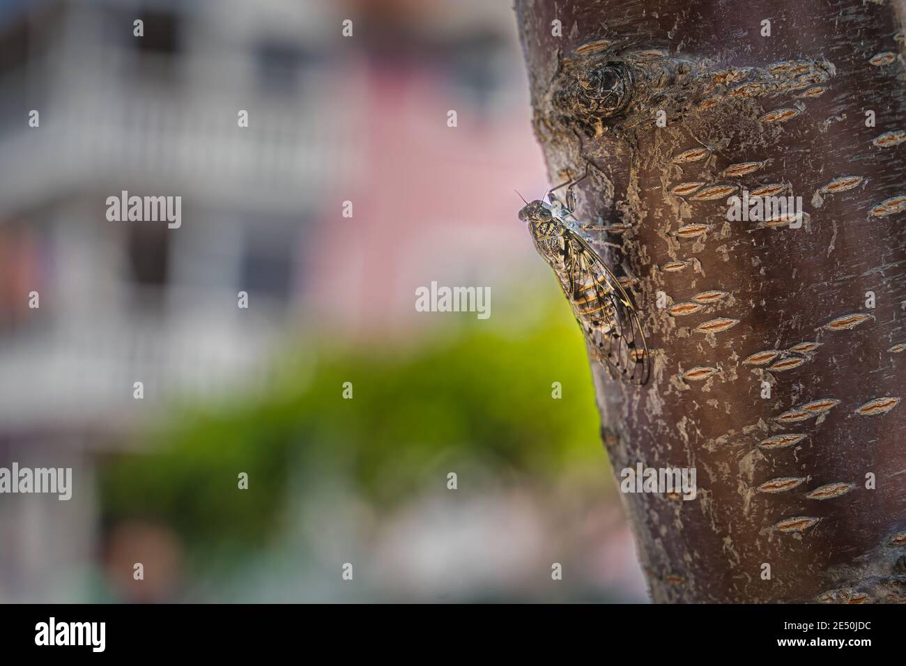 Macro photography of an insect, Cicada Orni, sitting on a tree with ...