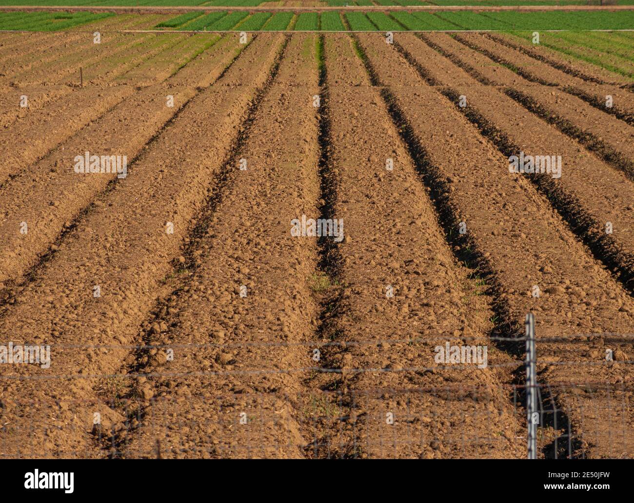 Rows of crops lined up near Davis Ca Stock Photo - Alamy