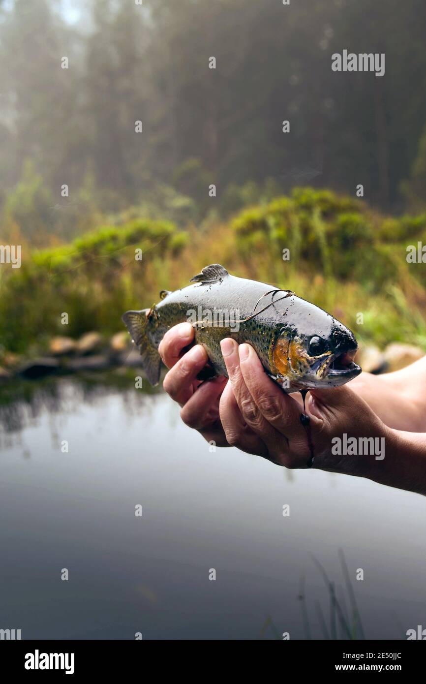Trout fish being held aloft after being caught Stock Photo - Alamy
