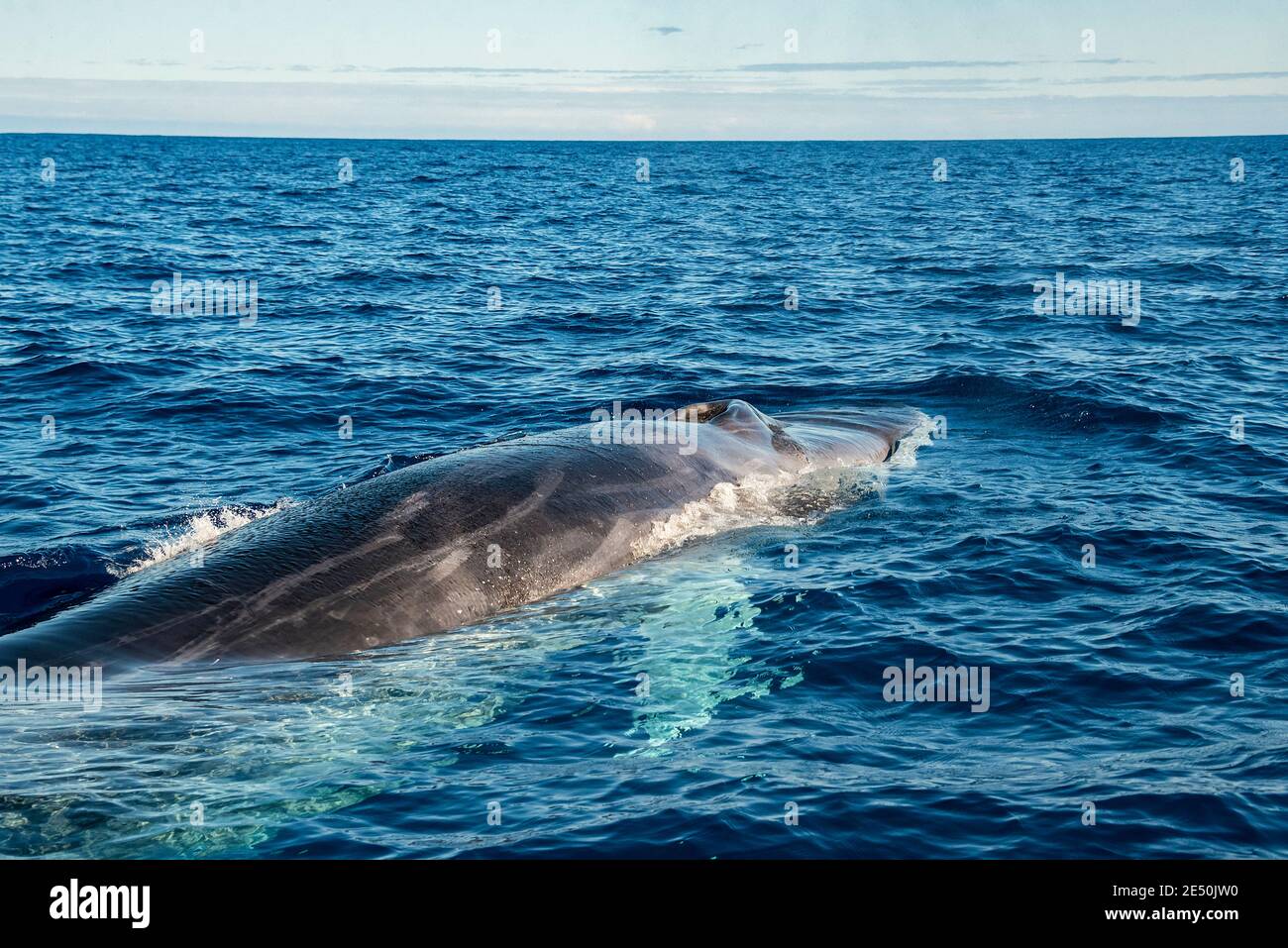 Fin whale finback whale razorback hi-res stock photography and images ...
