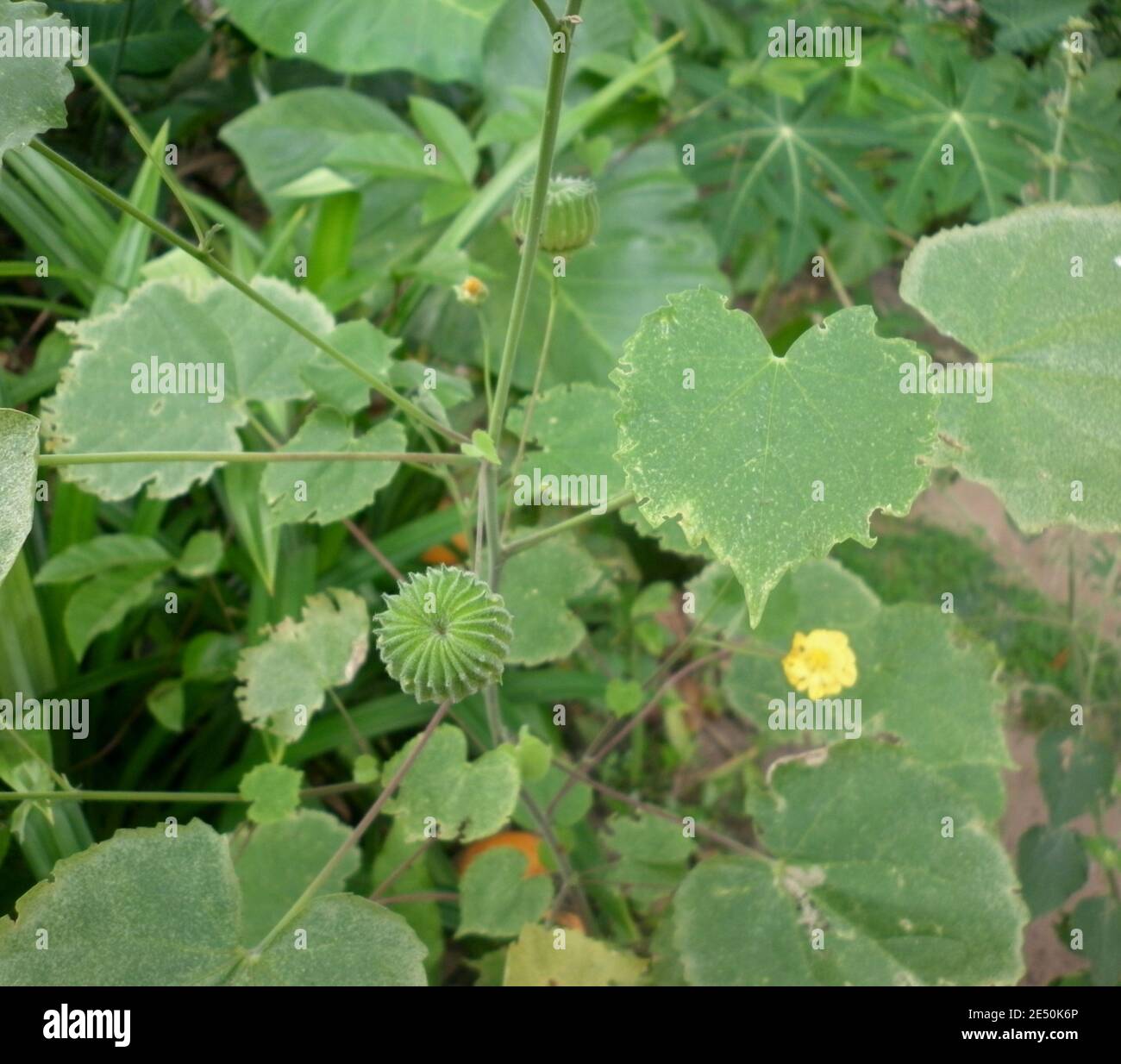 Indian country mallow hi-res stock photography and images - Alamy